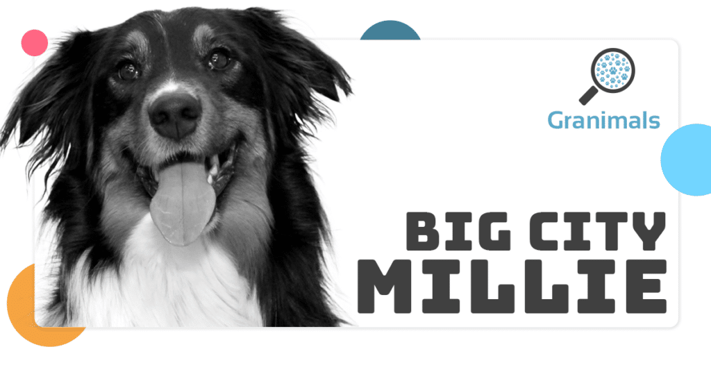 Granimals: Meet the Pets of Granular | Granular
